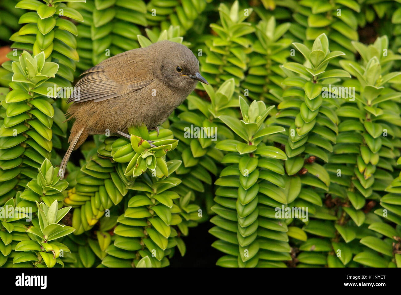 Cobb's Wren (Troglodytes cobbi), Falkland Islands Stock Photo - Alamy