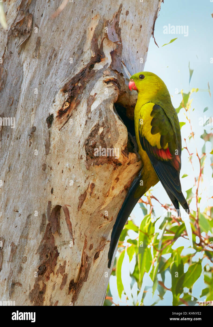 Regent Parrot (Polytelis anthopeplus) male at nest cavity, Stirling ...