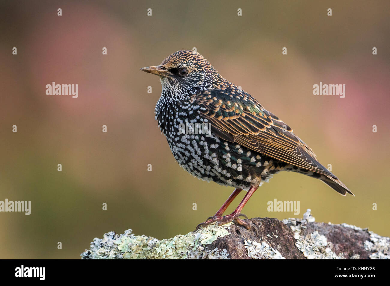 Common Starling (Sturnus vulgaris), Portugal Stock Photo - Alamy