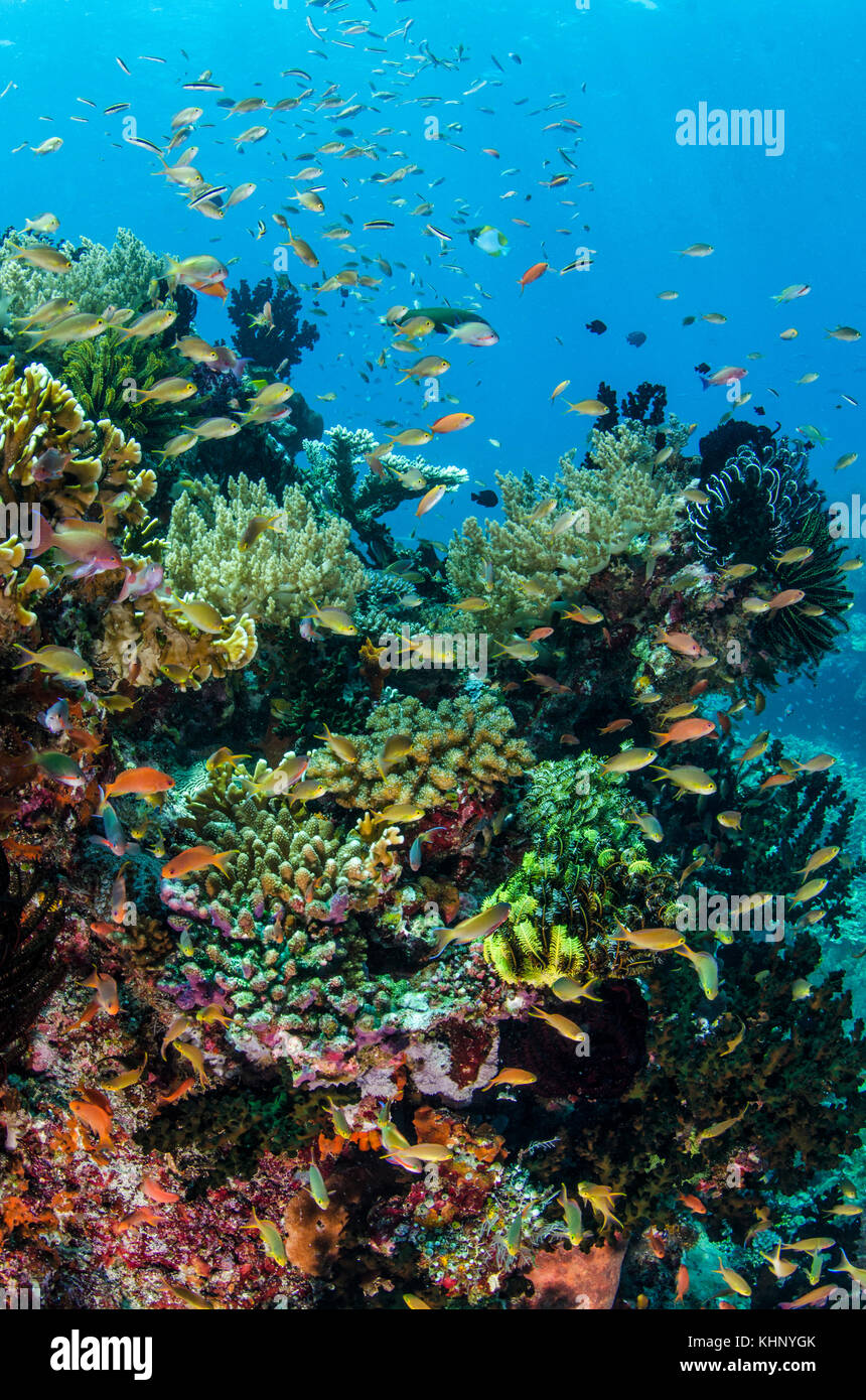 Coral reef, Banda Sea, Indonesia Stock Photo - Alamy