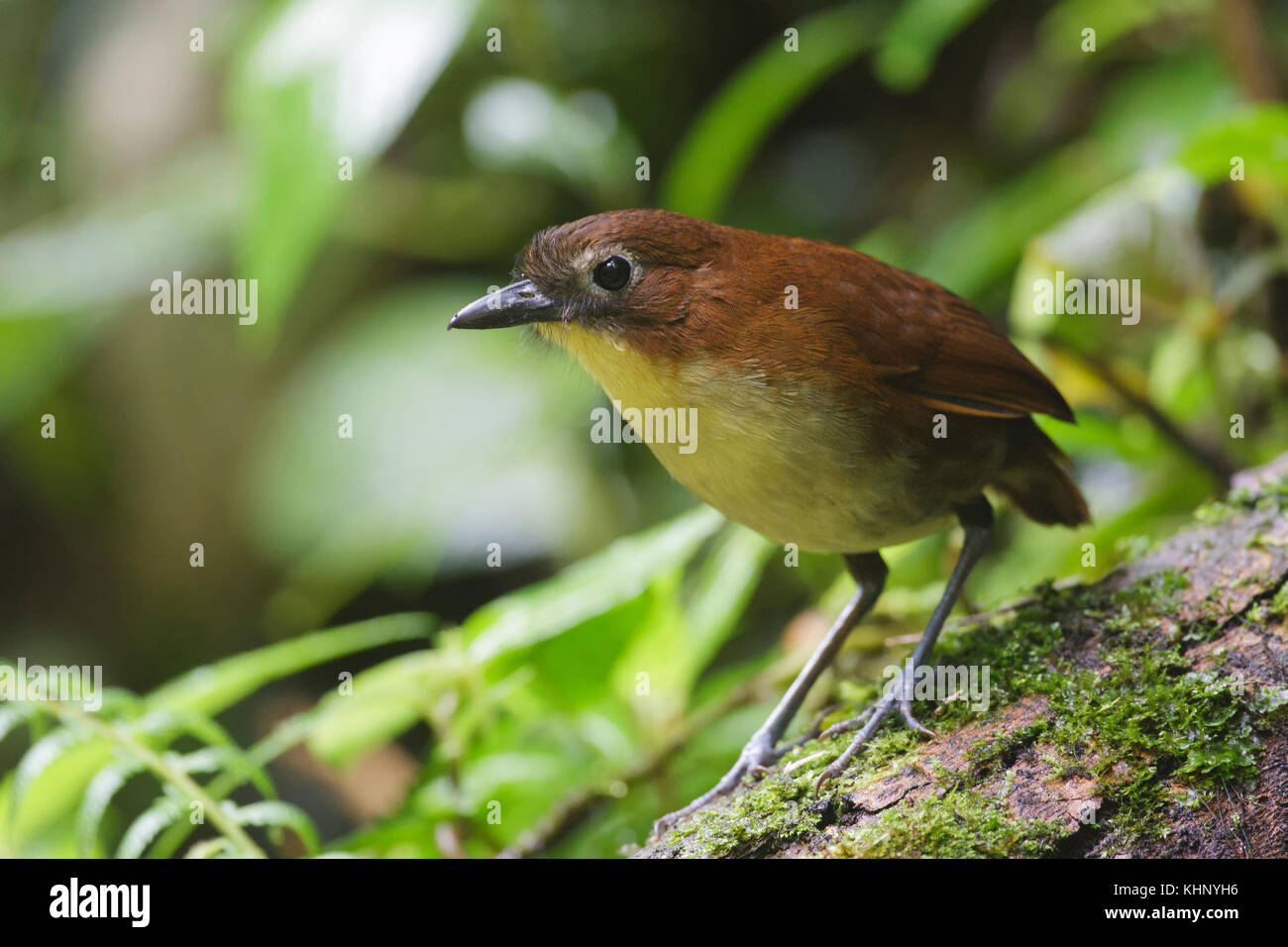 Yellow-breasted Antpitta (Grallaria flavotincta), Pichincha, Ecuador ...