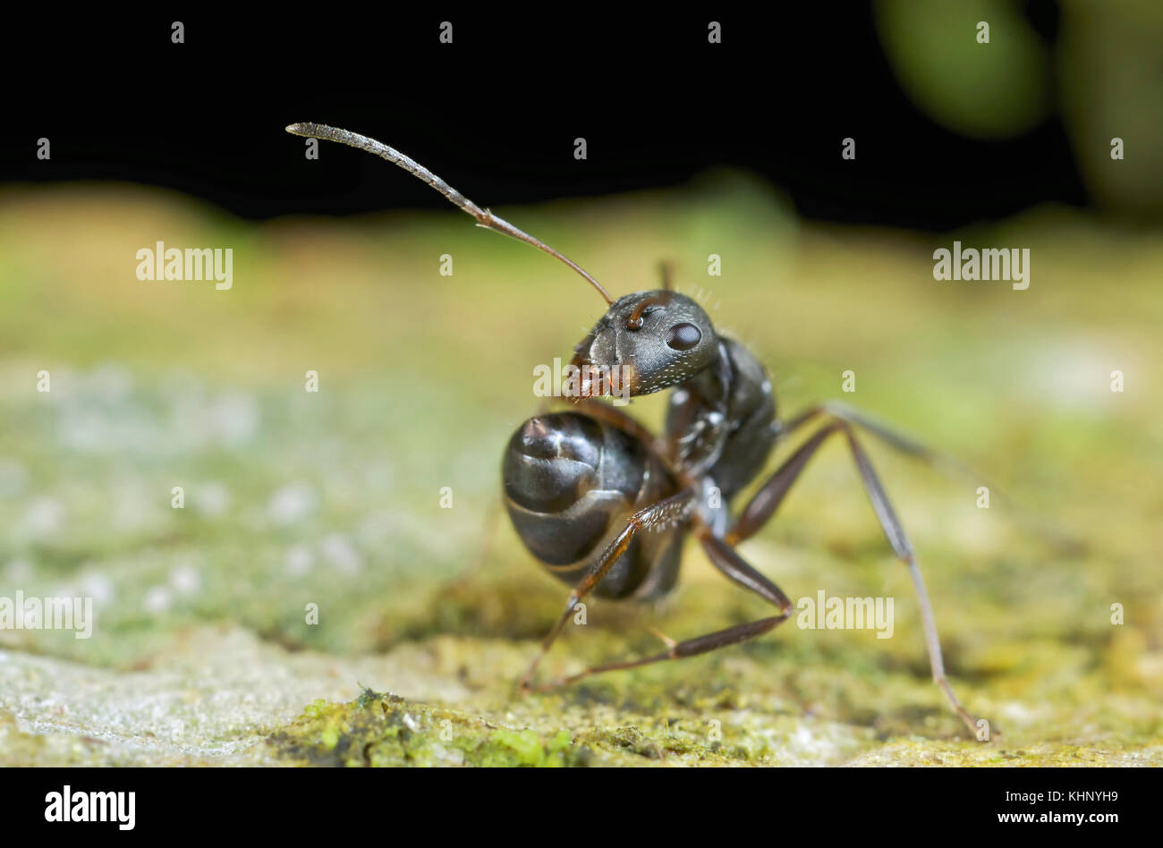 Carpenter Ant (Camponotus sp) in defensive posture, Mindo, Ecuador ...