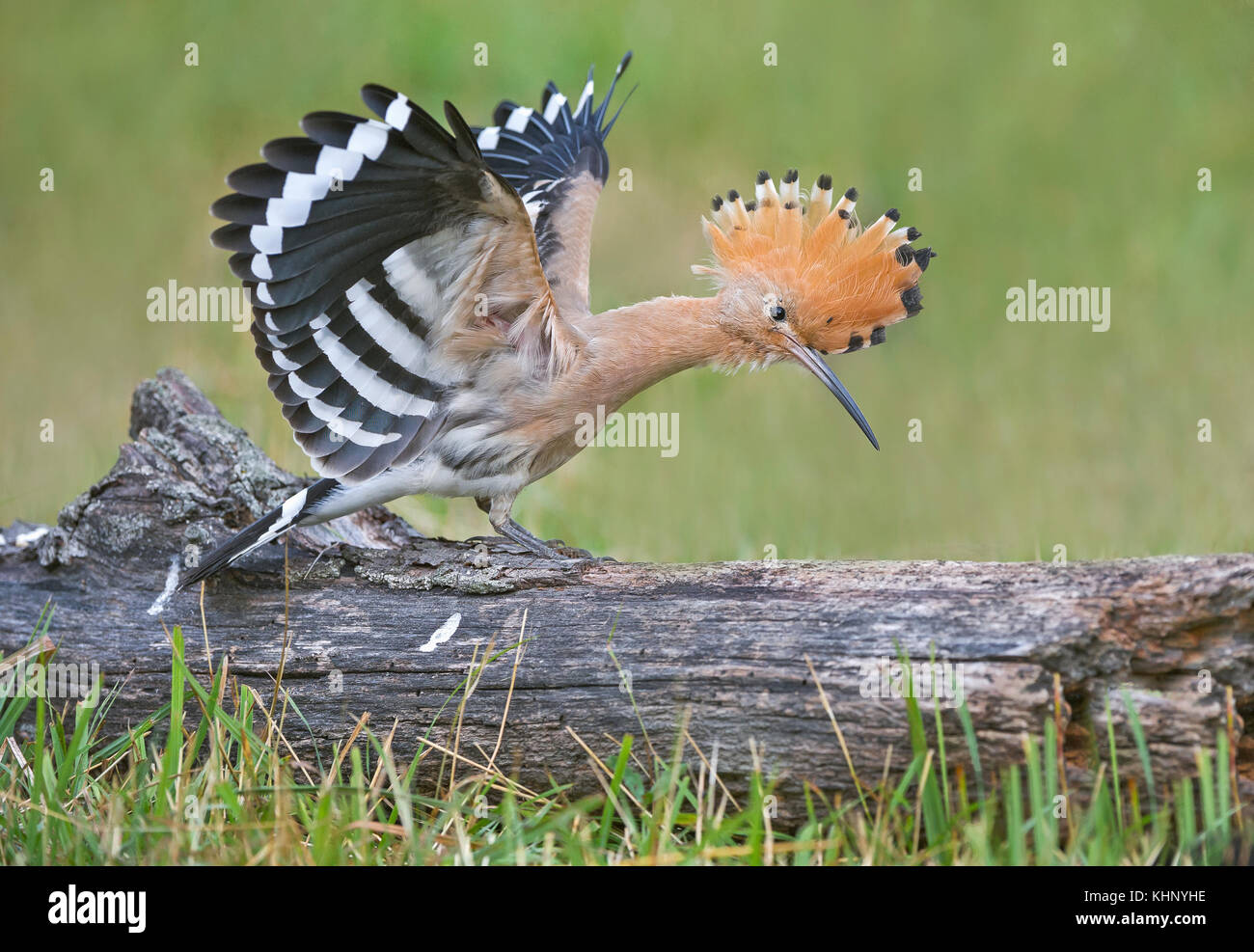 "Eurasian Hoopoe (Upupa epops) stretching, Aosta Valley, Italy Stock ...