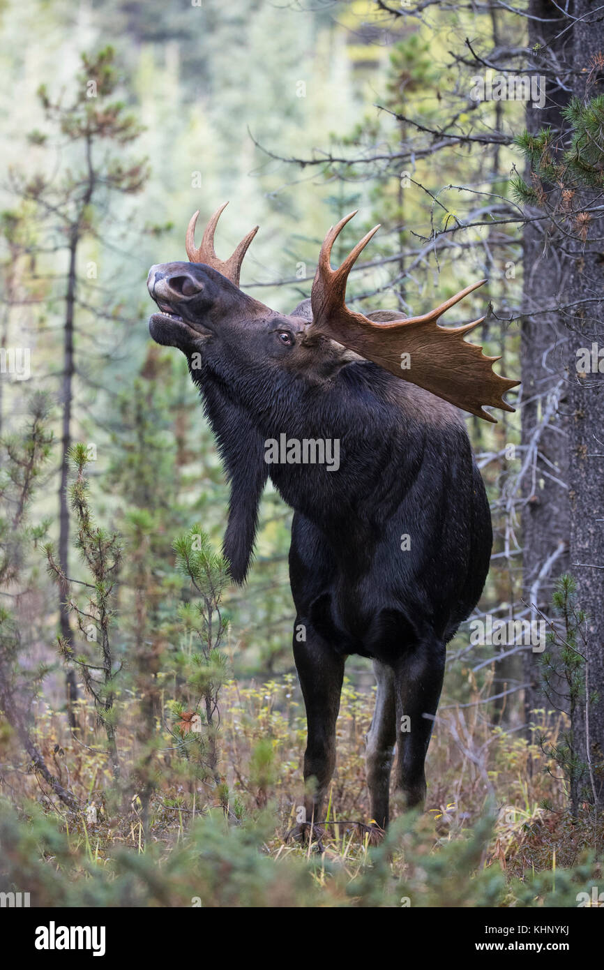 Moose (Alces alces) bull flehming in fall, western Canada Stock Photo ...