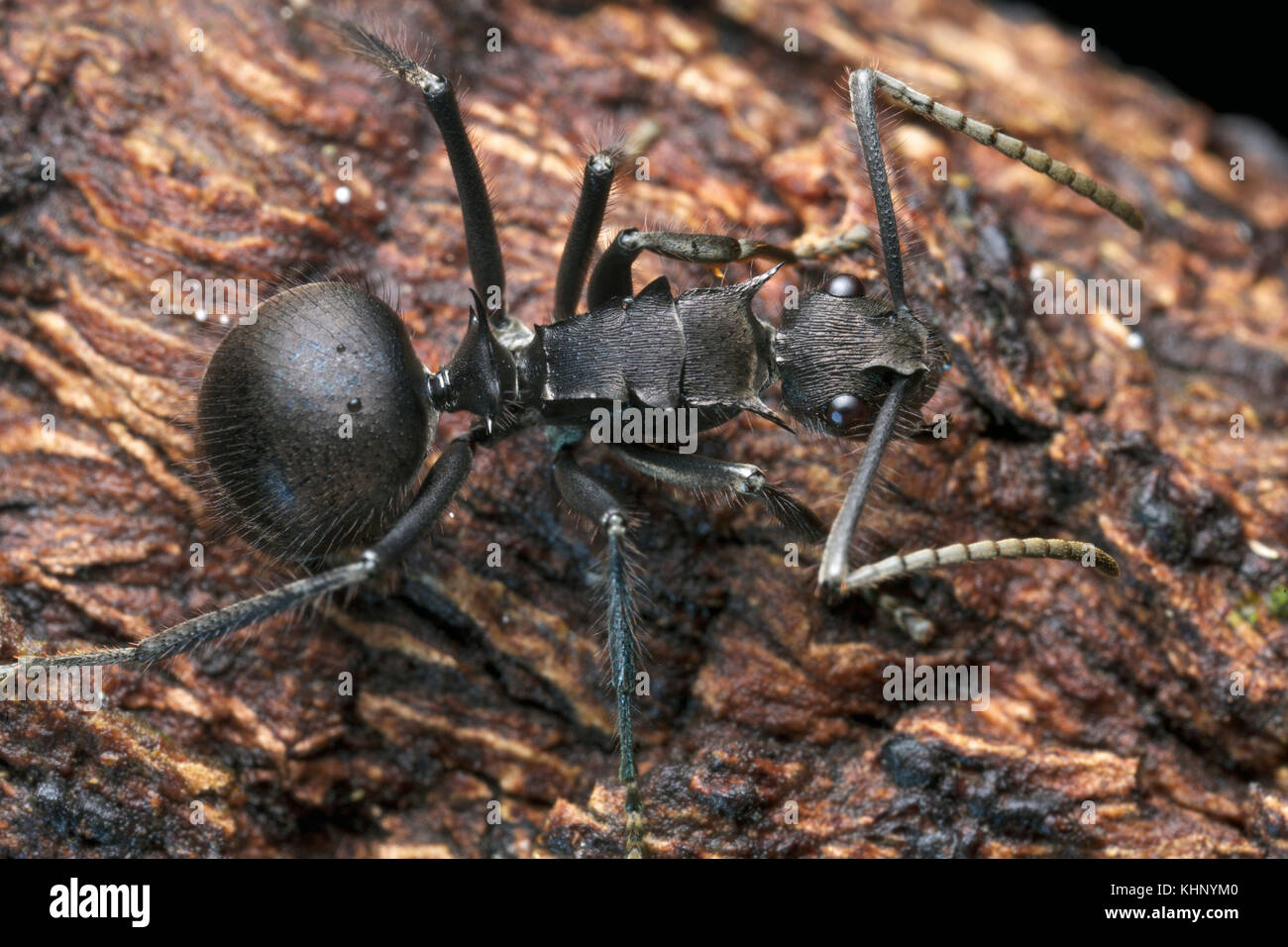 Spiny Ant (Polyrhachis sp), Gunung Leuser National Park, Sumatra ...