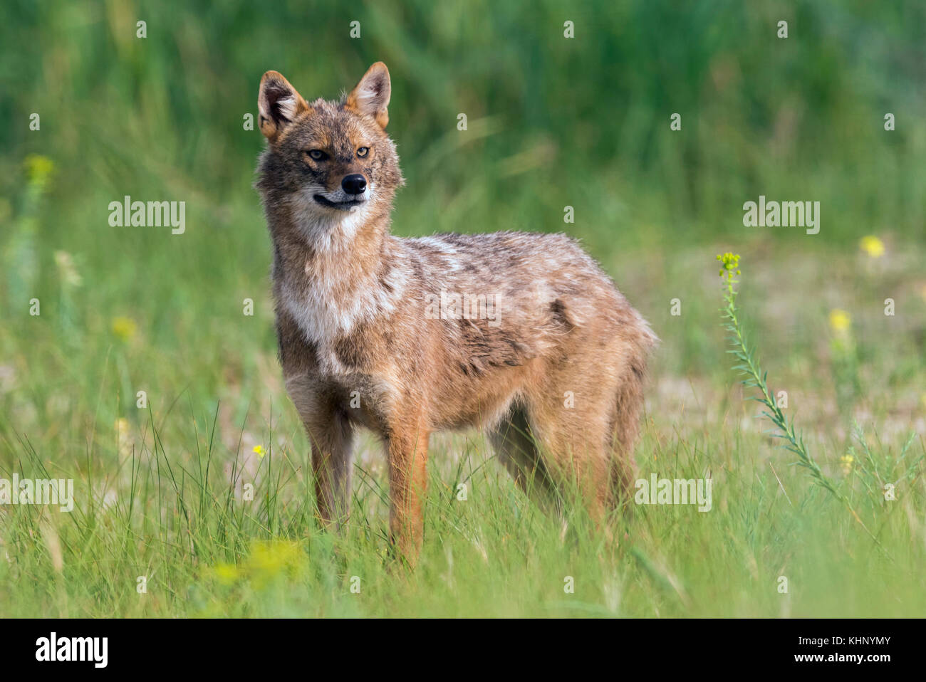 Golden Jackal (Canis aureus) in spring, Danube Delta, Romania Stock Photo - Alamy