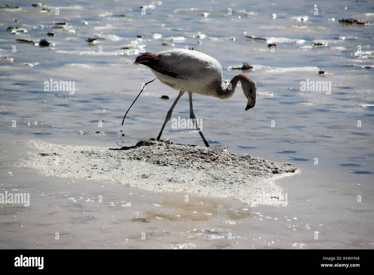 Gray flamingo and defecation on the salt lake near Uyuni in Bolivia ...