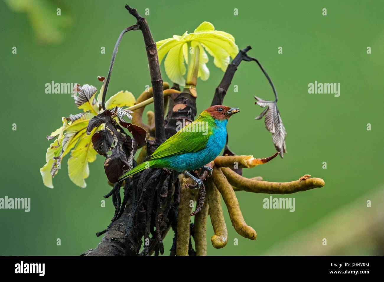 Bay-headed Tanager (Tangara gyrola), Guacharo Cave National Park ...