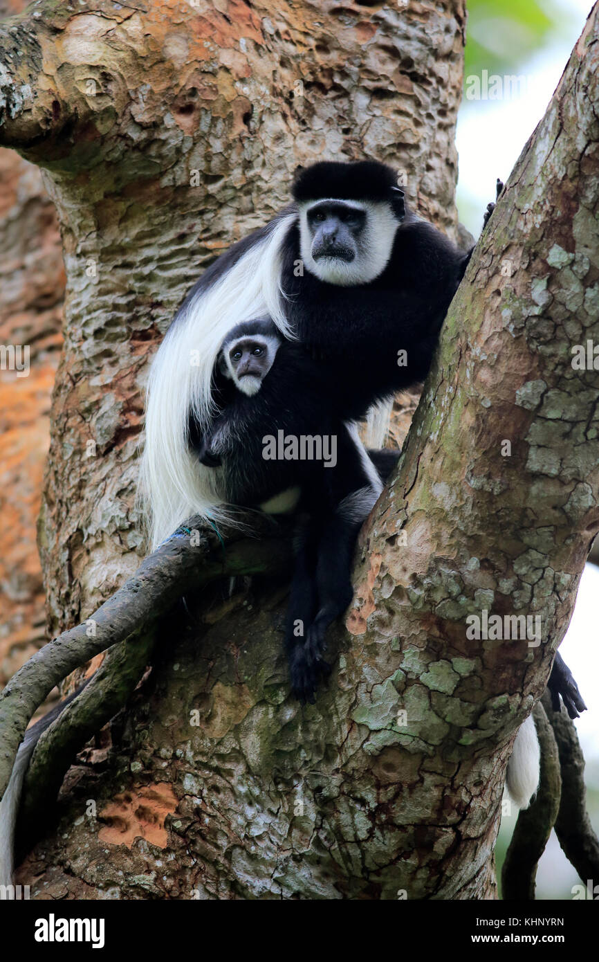 Angolan Colobus (Colobus angolensis) mother with young, Singapore Zoo ...