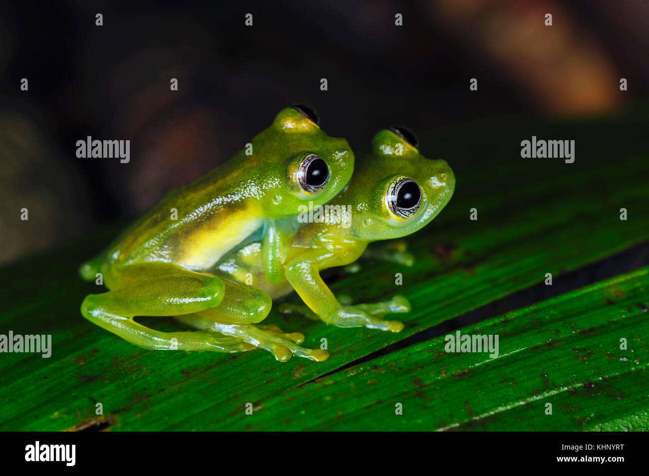 Leaf Frog (Cochranella spinosa) pair mating, San Cipriano, Colombia ...