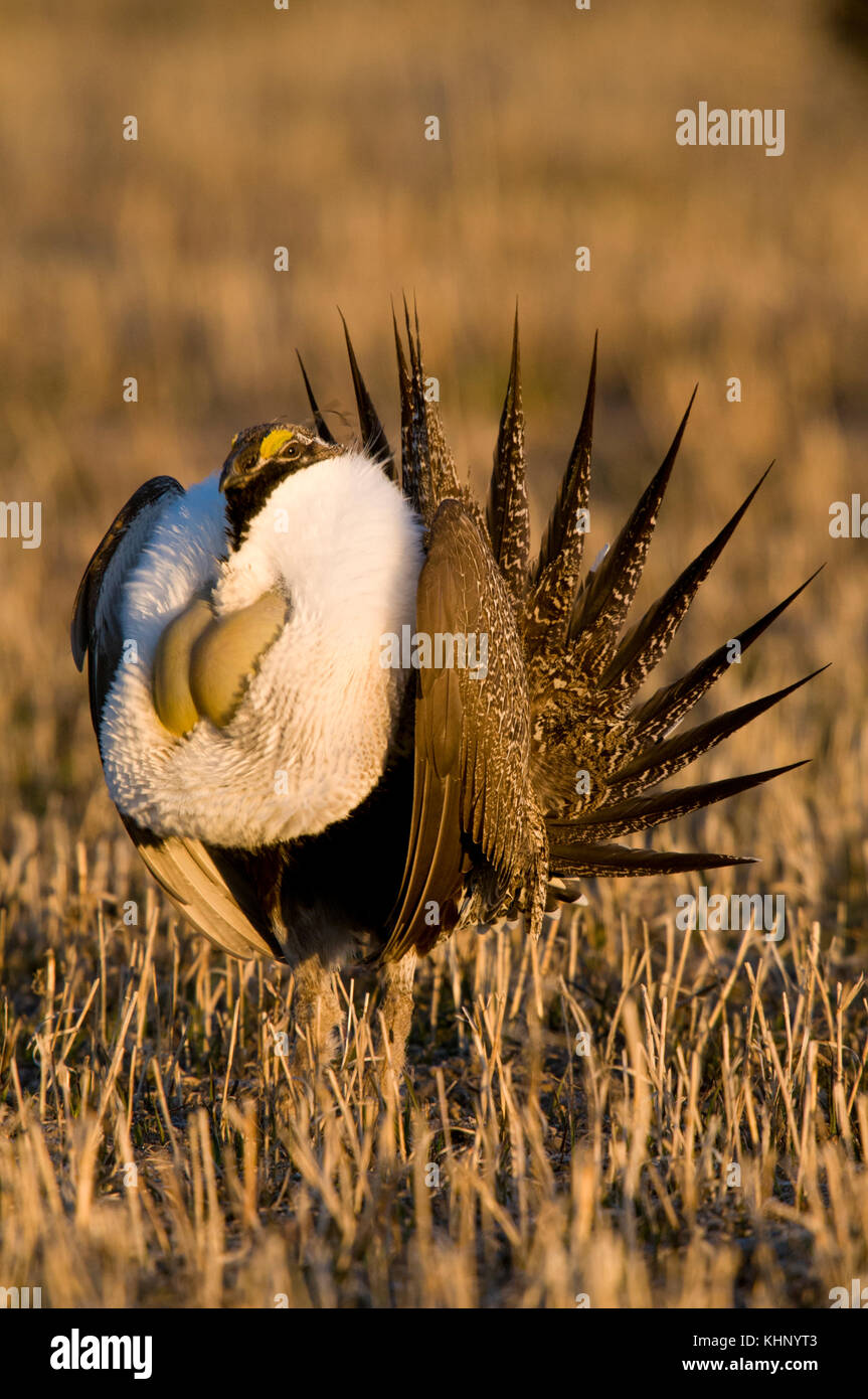 Sage Grouse (Centrocercus urophasianus) male in courtship display at ...