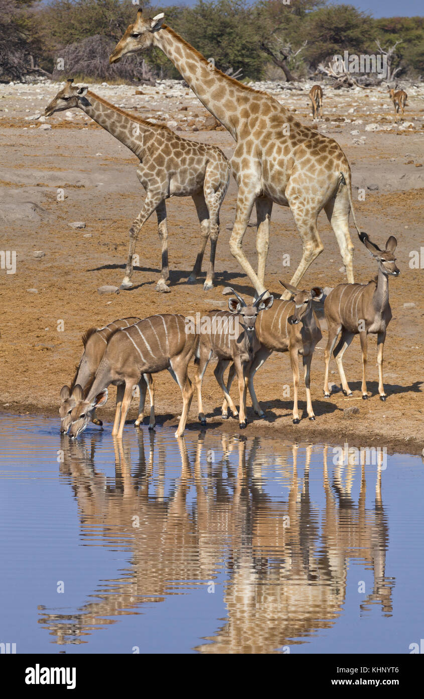 Angolan Giraffe (Giraffa giraffa angolensis) group with Greater Kudus (Tragelaphus strepsiceros ...