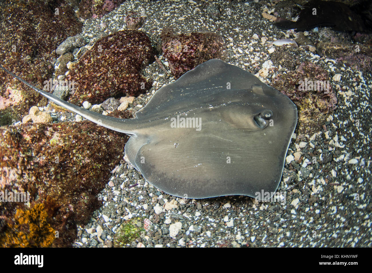 Diamond Stingray (Dasyatis brevis), Tower Island, Galapagos Islands ...