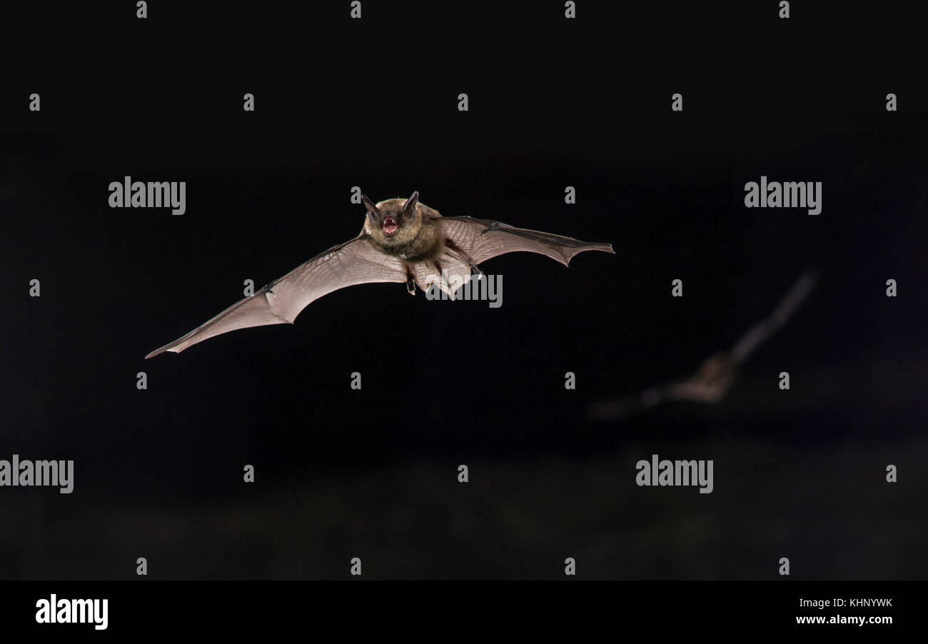 Indiana Bat (Myotis sodalis) pair flying, Wyandotte Cave, O'Bannon ...