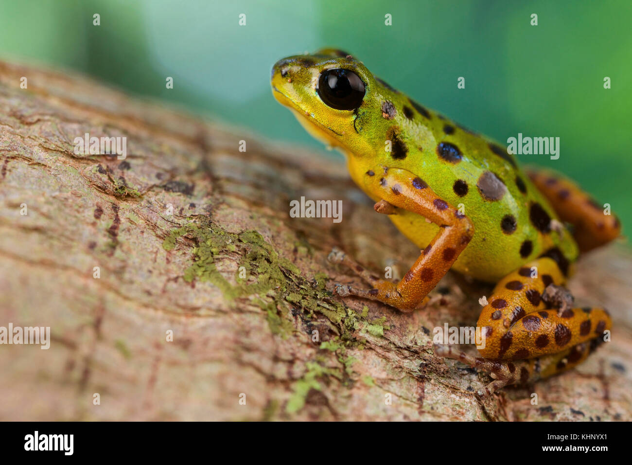Strawberry Poison Dart Frog (Oophaga pumilio), colon morph, Panama ...