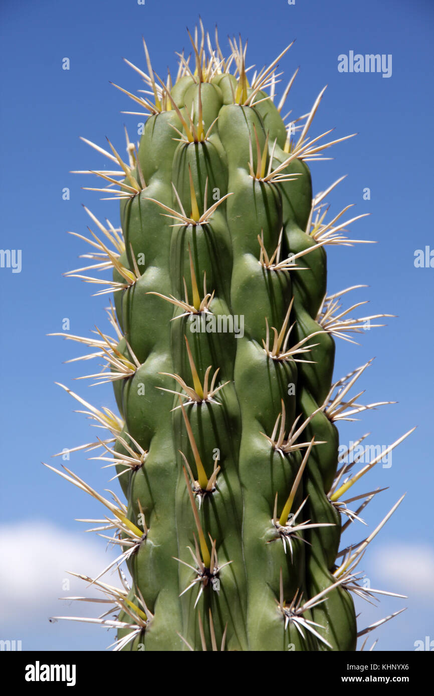 Top of big cactus in Cochabamba, Bolivia Stock Photo - Alamy