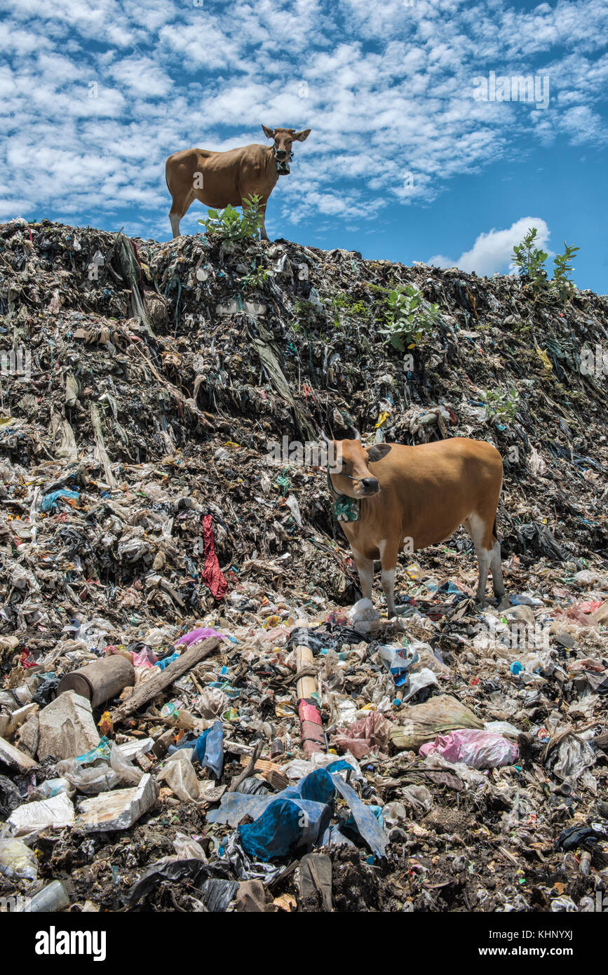 Domestic Cattle (Bos taurus) pair in plastic trash dump, cow owners pay ...