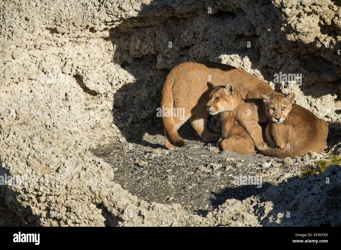 Mountain Lion (Puma concolor) mother and six month old female cub in ...