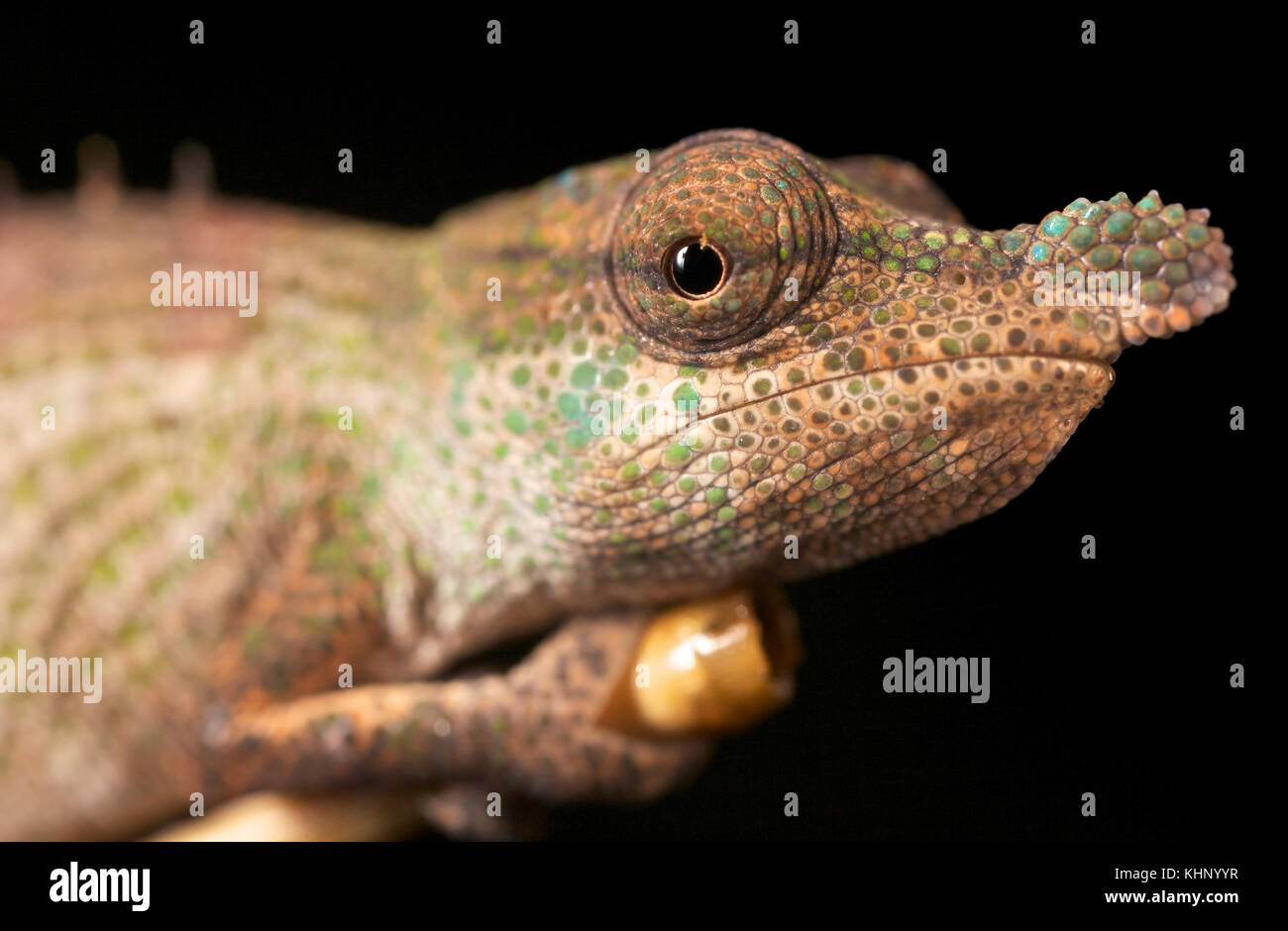 Chameleon (Calumma nasuta), juvenile, Antananarivo, Madagascar Stock ...
