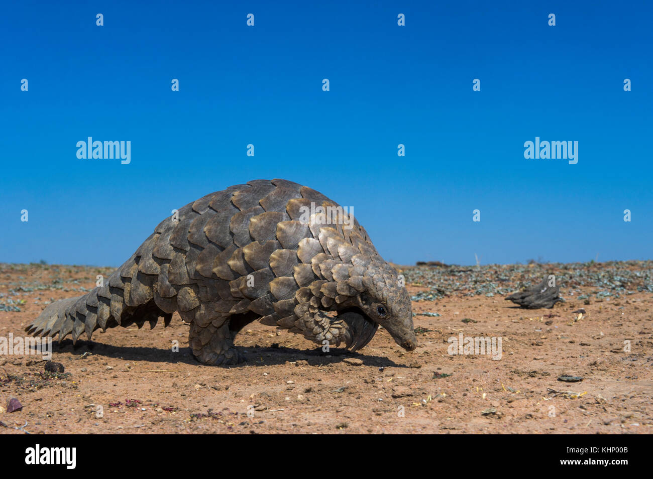 Cape Pangolin (Manis temminckii) walking, Limpopo, South Africa Stock ...
