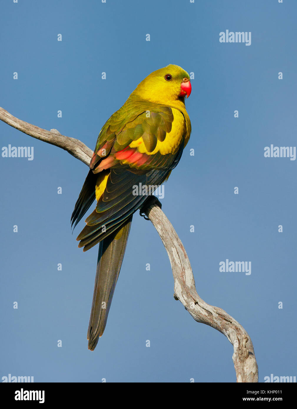 Regent Parrot (Polytelis anthopeplus) male, Stirling Range National ...