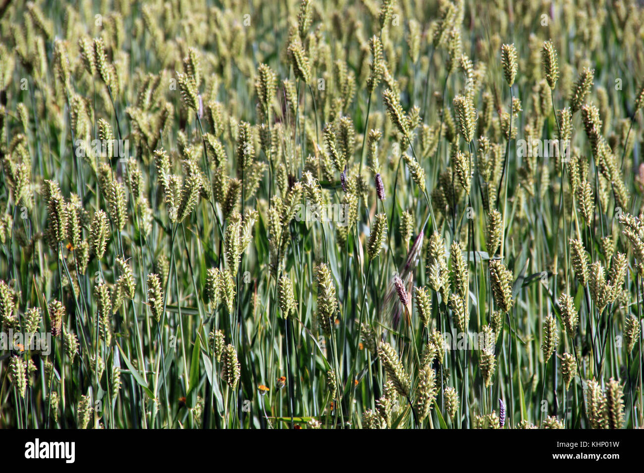 Green wheat and flowers on the field Stock Photo - Alamy