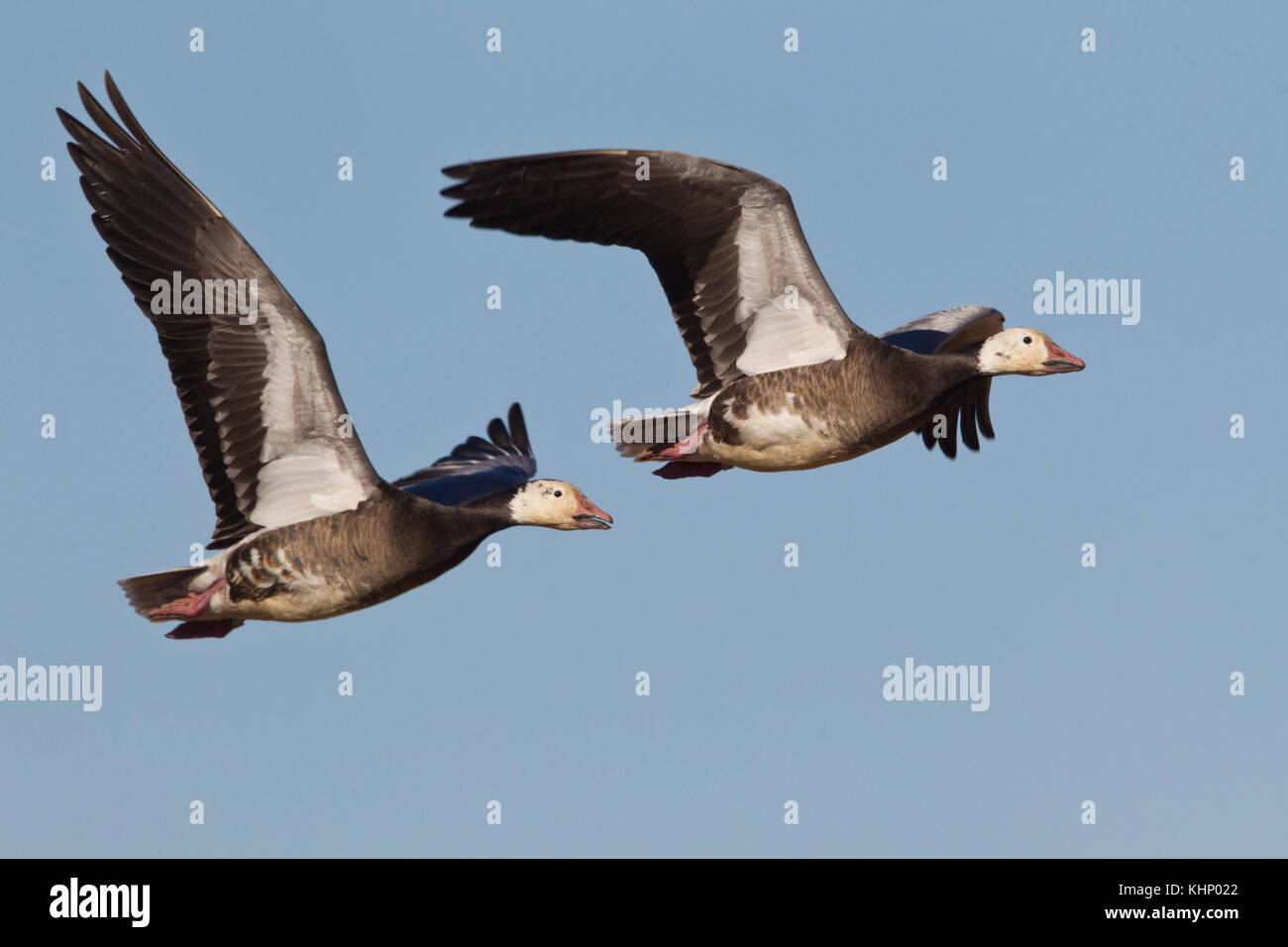 Snow Goose (Chen caerulescens) blue phase pair flying, central Montana ...