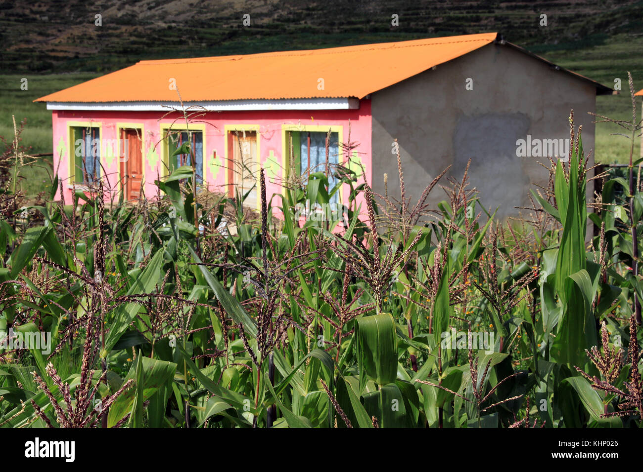 House on the green corn field hi-res stock photography and images - Alamy