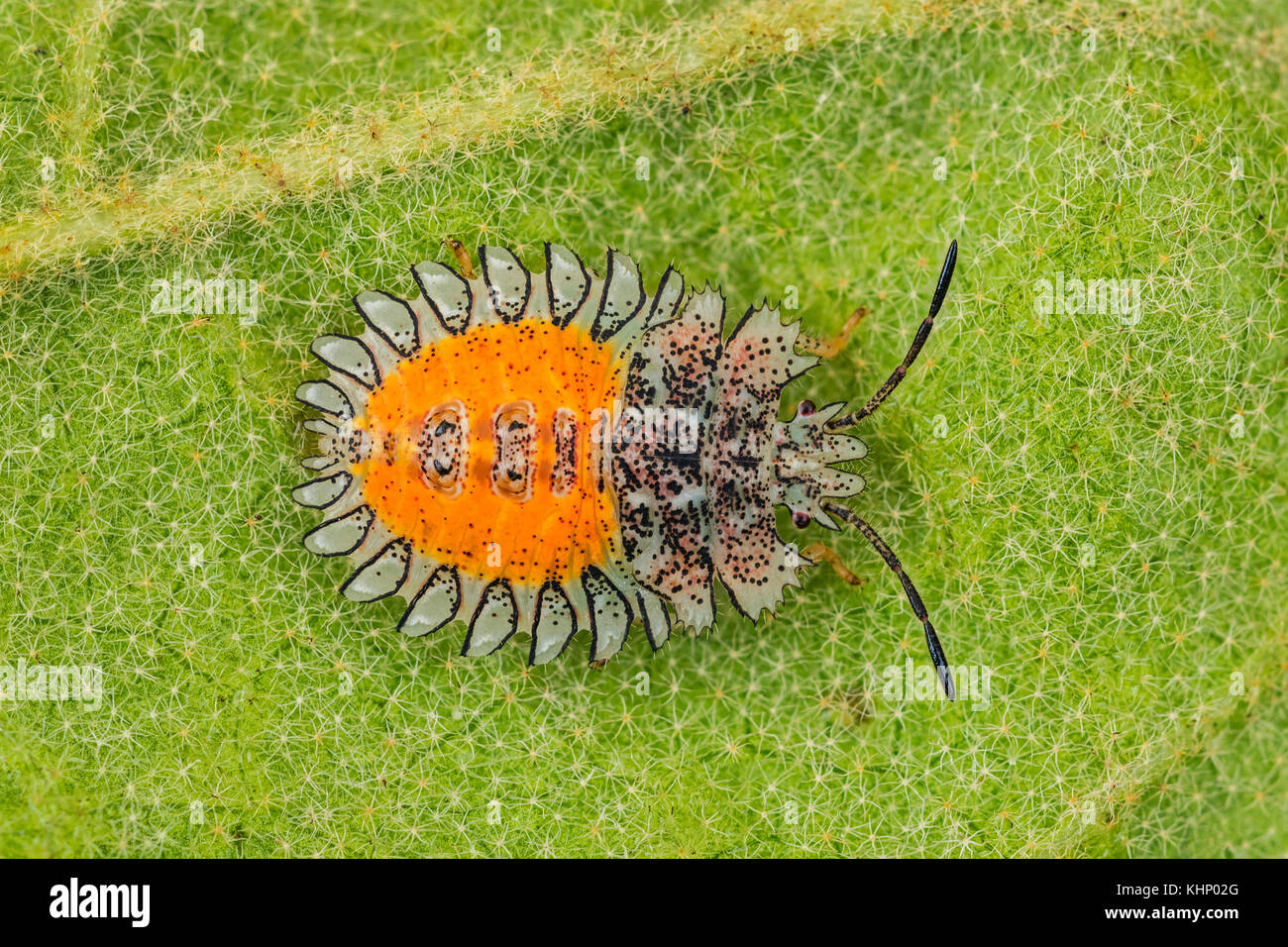 Stink Bug (Pentatomidae) larva, Guacharo Cave National Park, Colombia ...
