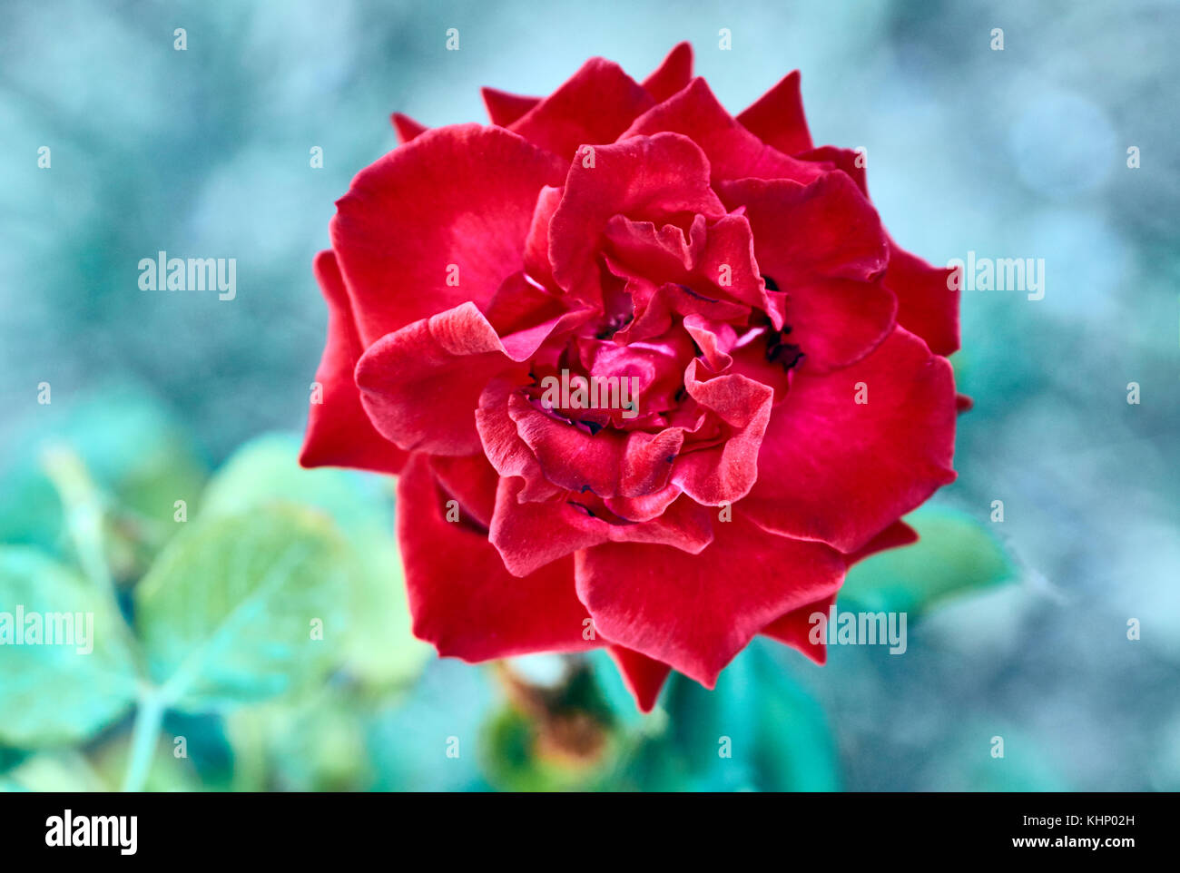 Redflower rose on the island of Kos, Greece Stock Photo - Alamy