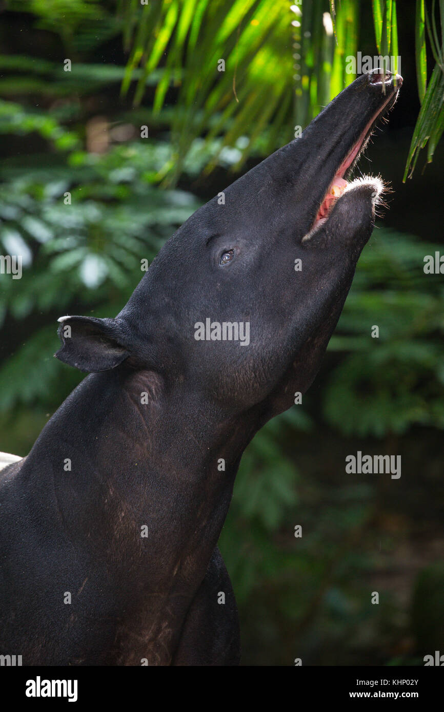 Malayan Tapir (Tapirus indicus) browsing, native to southeast Asia ...