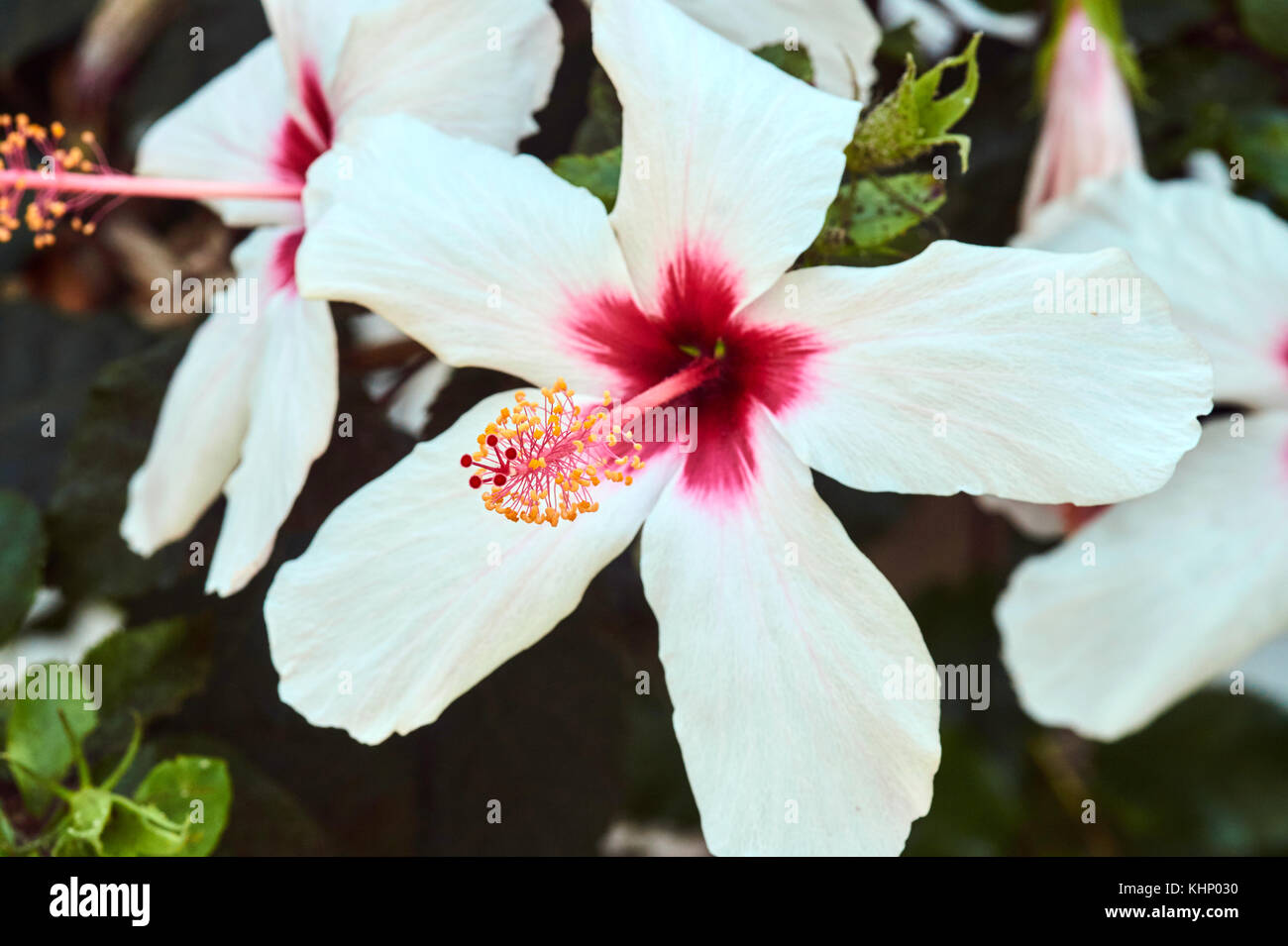 white Hibiscus flower on Kos island in Greece Stock Photo - Alamy
