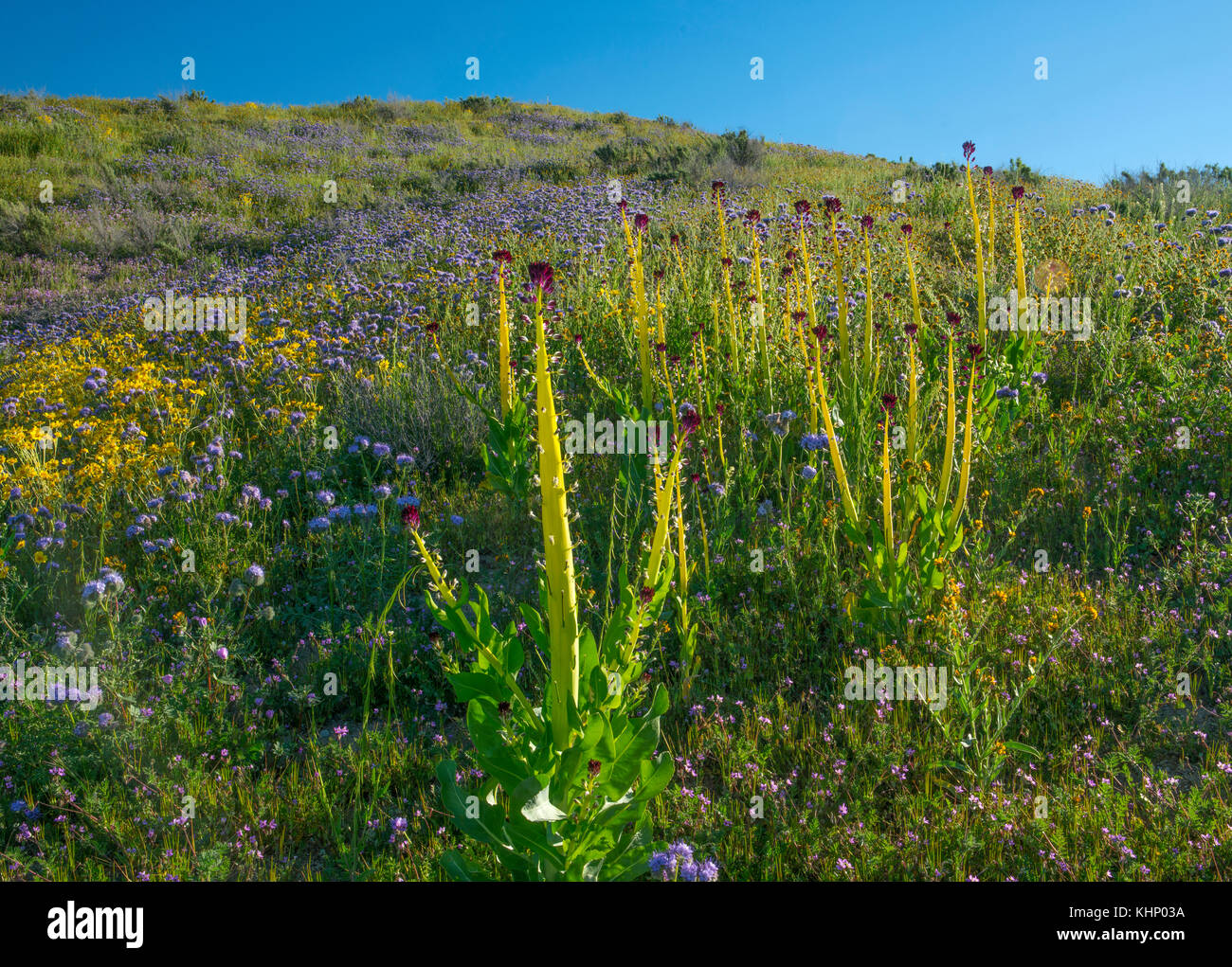 Desert Candle (Caulanthus inflatus) flowering, Carrizo Plain National ...