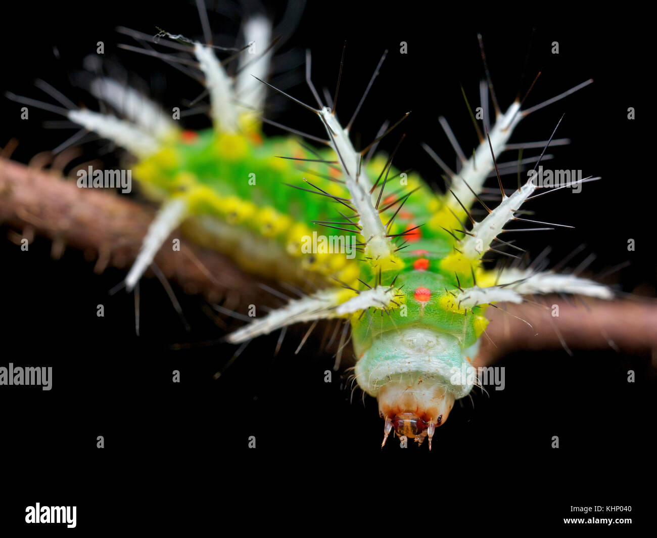 Cup Moth (Limacodidae) caterpillar, Antananarivo, Madagascar Stock ...