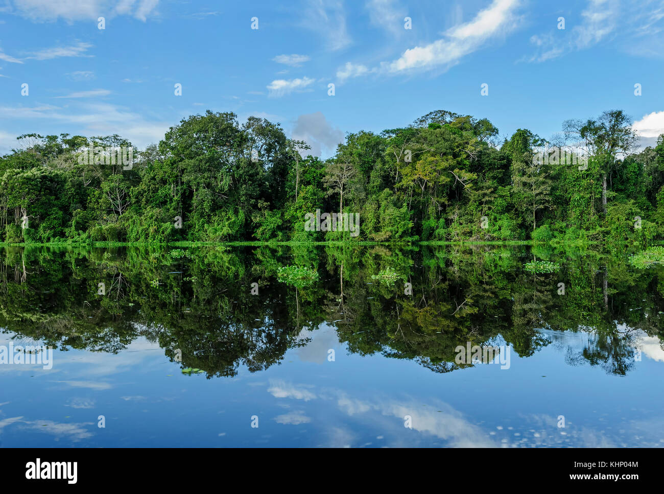 Rainforest along river, Tefe River, Mamiraua Reserve, Amazon, Brazil ...