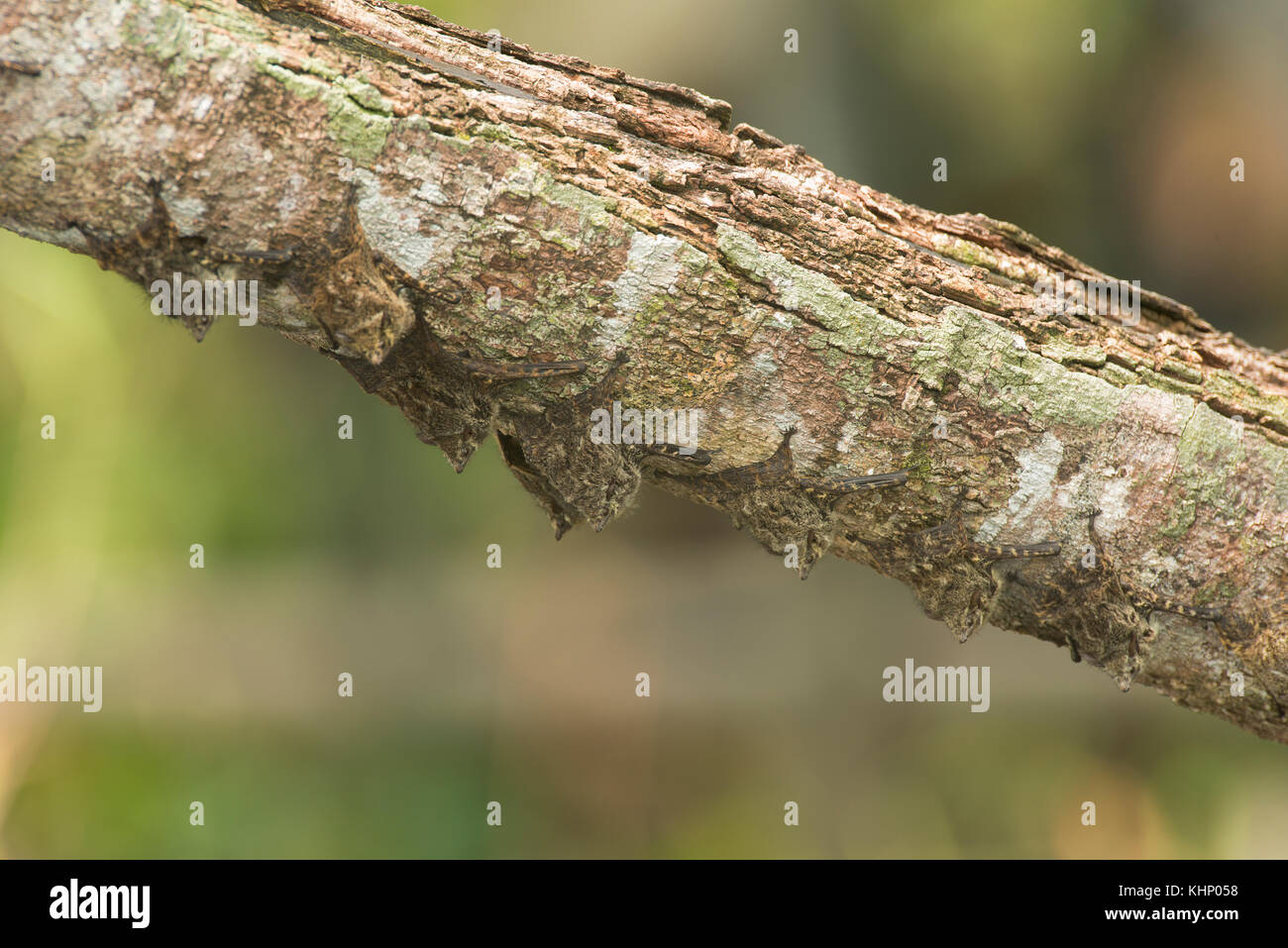 Sac-winged Bat (Saccopteryx sp) group camouflaged on branch while ...