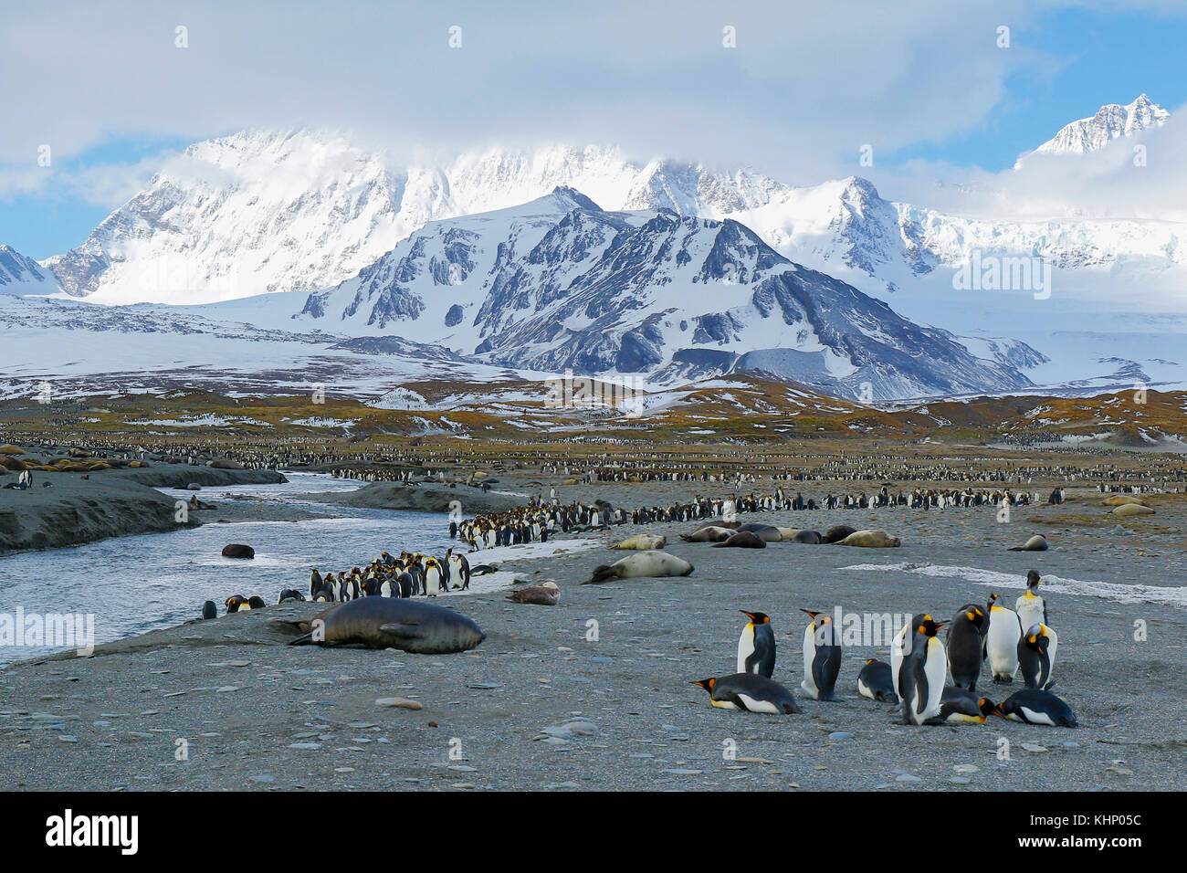 King Penguin (Aptenodytes patagonicus) colony along river with Southern ...