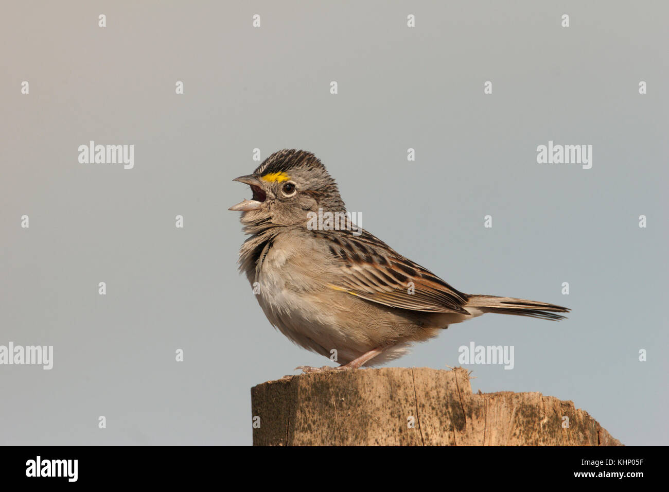 "Grassland Sparrow (Ammodramus humeralis) calling, Corrientes ...