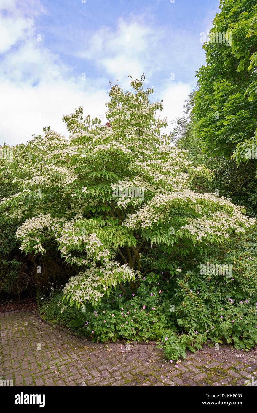 Kousa Dogwood (Cornus kousa) tree flowering, Sussex, England Stock ...