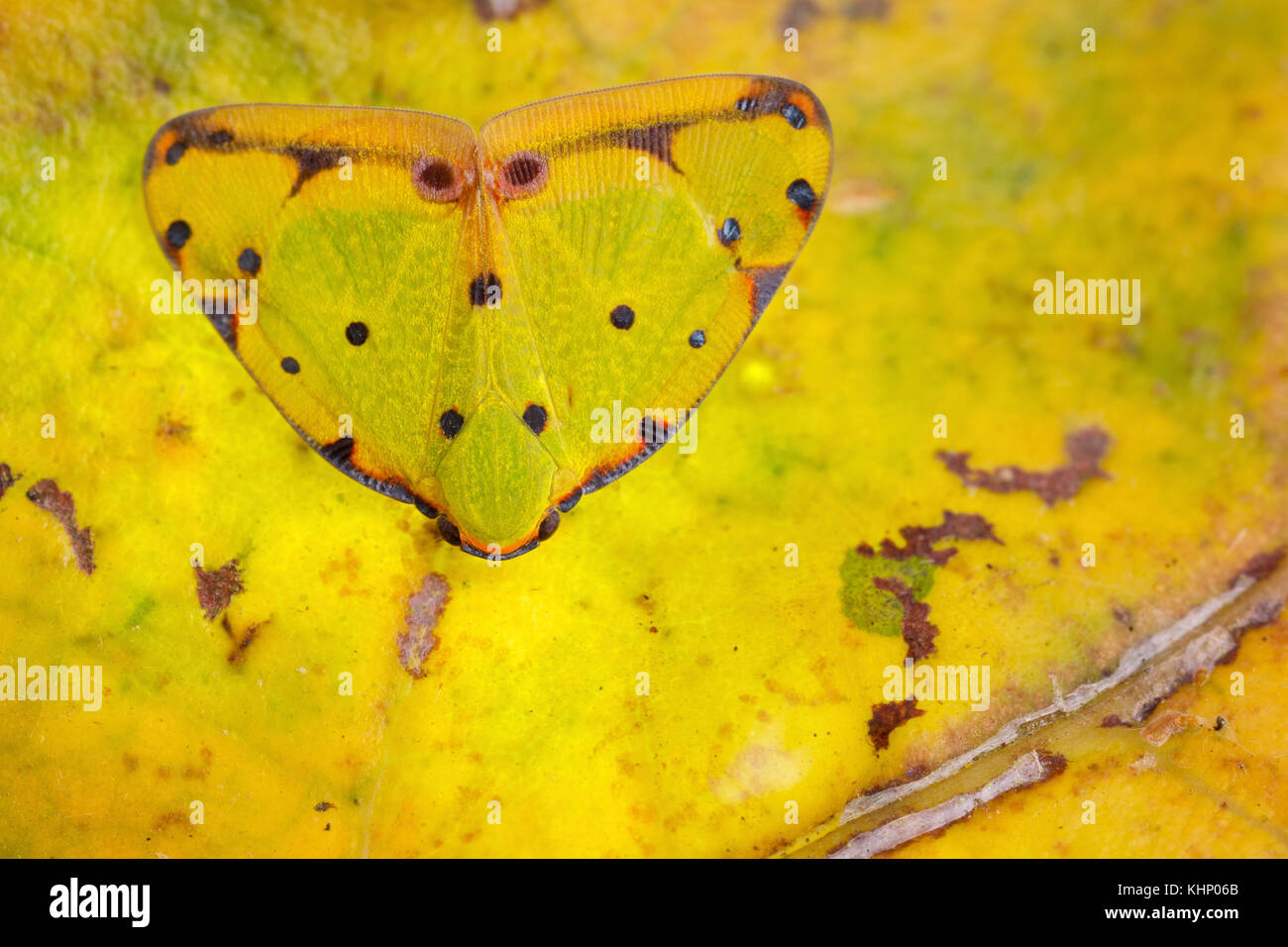 Planthopper (Ricaniidae) camouflaged on leaf, Andasibe-Mantadia ...