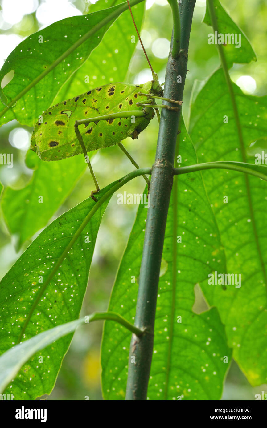 Katydid (Tettigoniidae) camouglaged against leaves, Costa Rica Stock ...