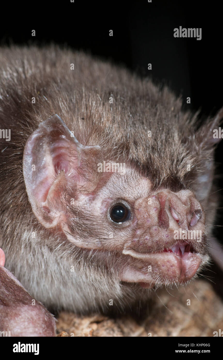 Little Brown Bat (Myotis lucifugus), Organization for Bat Conservation ...