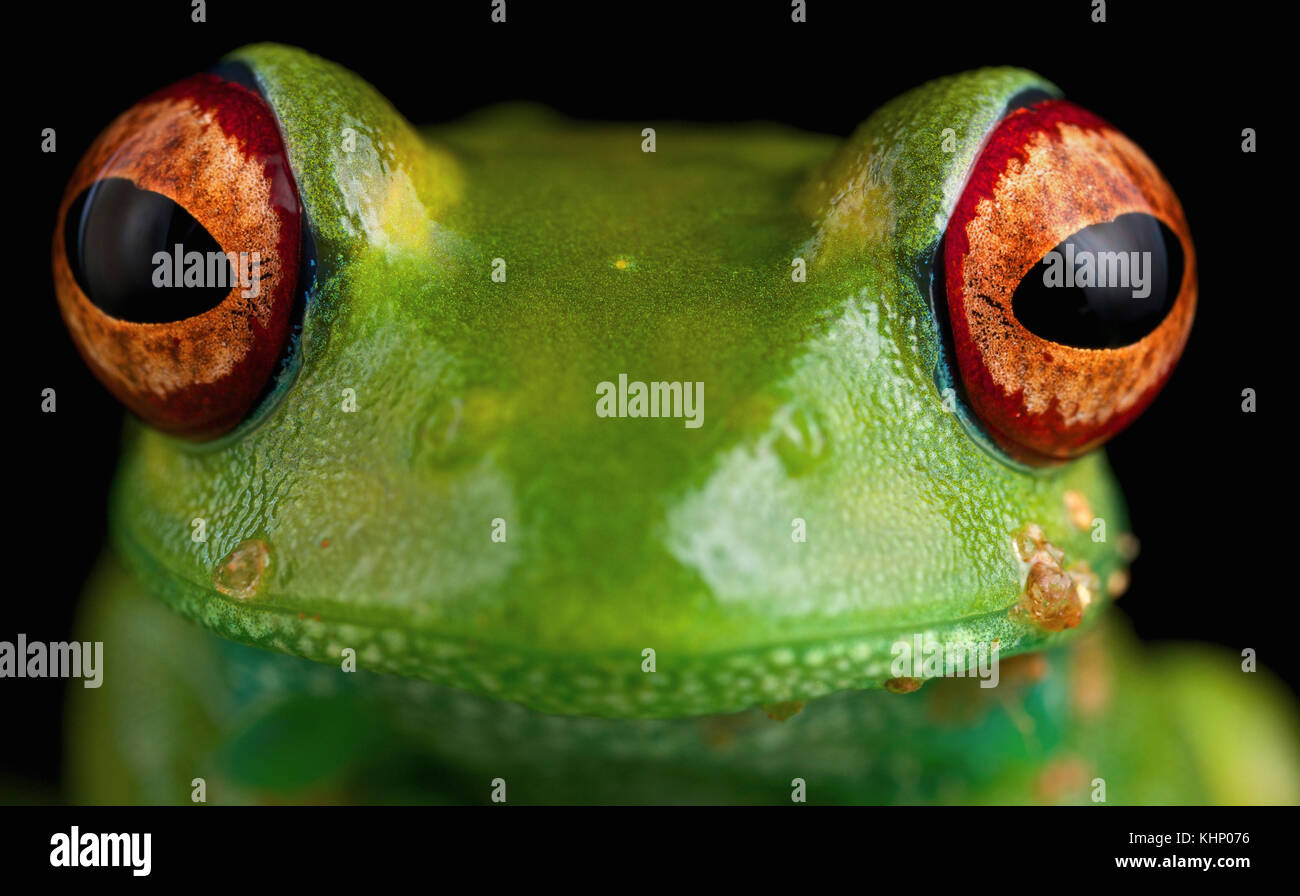 Mantellid Frog (Boophis sp), Antananarivo, Madagascar Stock Photo - Alamy