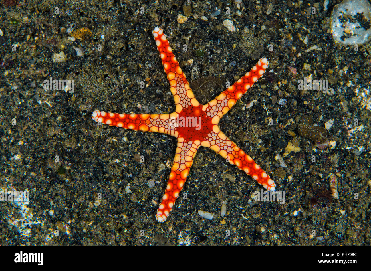 Candy Cane Sea Star (Fromia monilis), Banda Sea, Indonesia Stock Photo ...