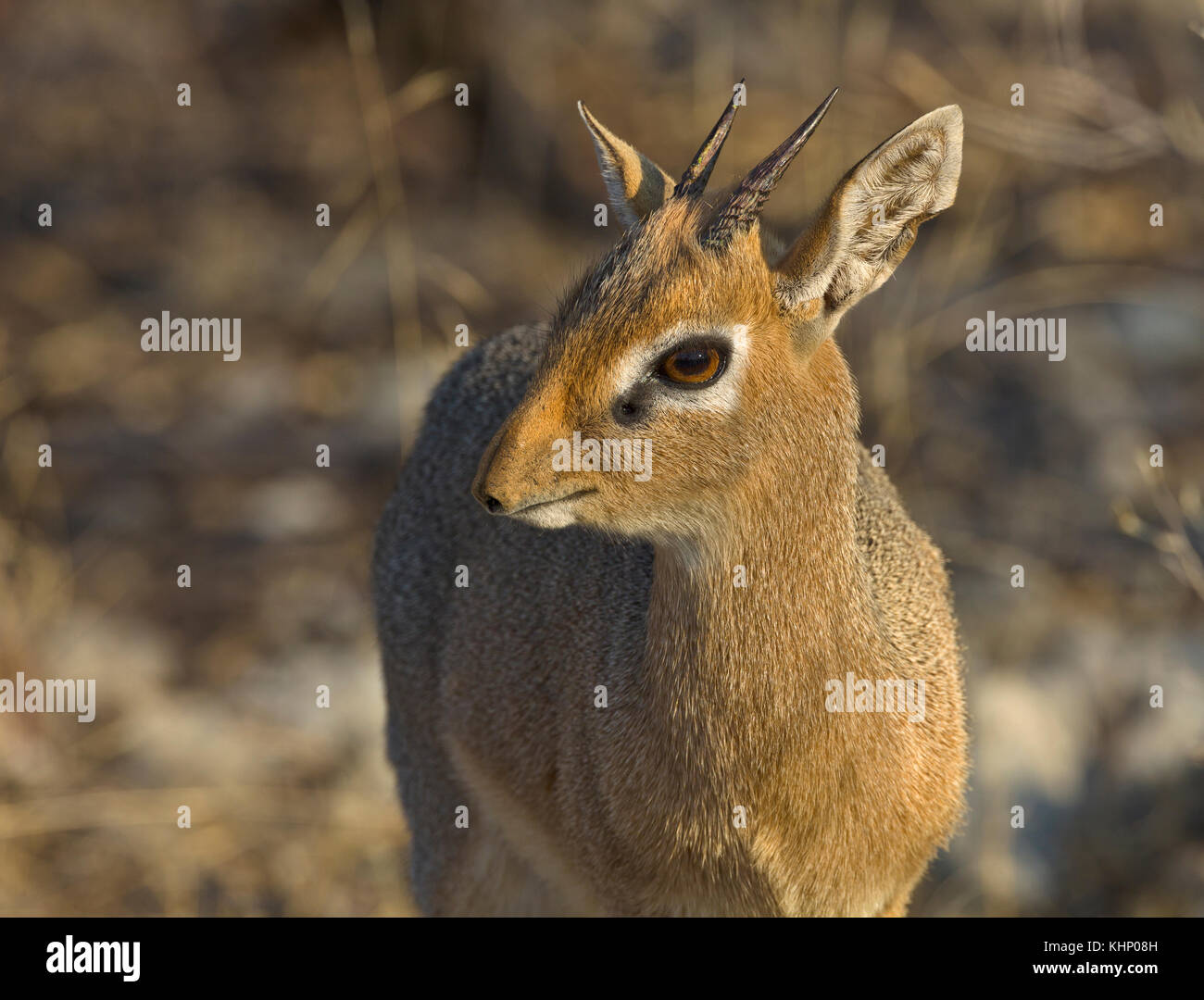 Kirks Dik Dik Madoqua Kirkii Etosha National Park Namibia Stock