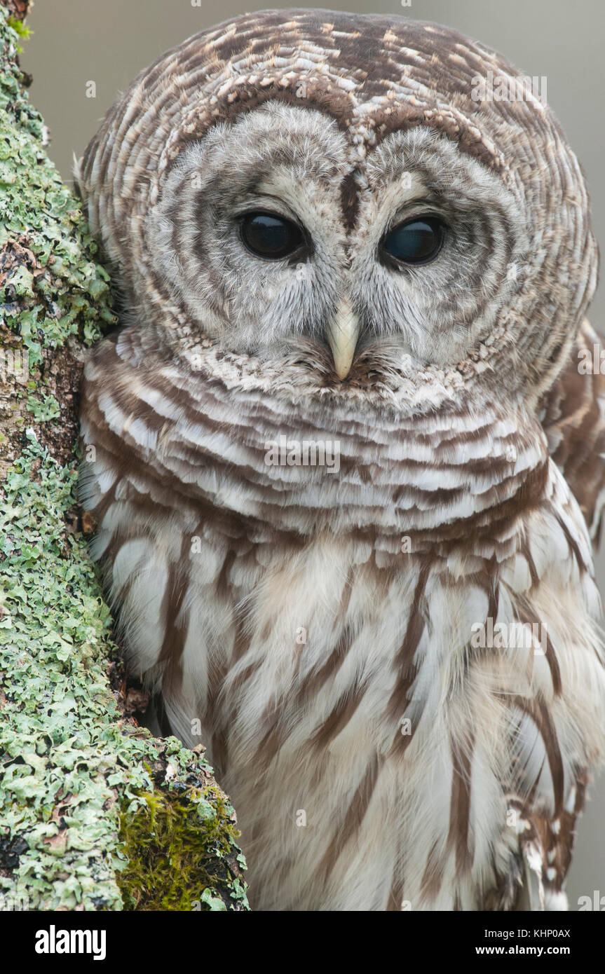 Barred Owl (Strix varia), Howell Nature Center, Michigan Stock Photo ...