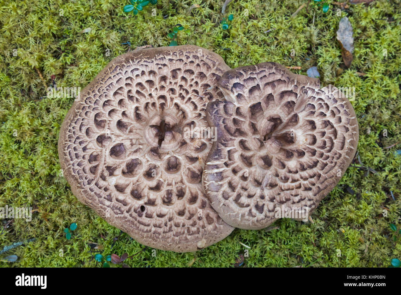 "Scaly Hedgehog (Sarcodon imbricatus) mushrooms, Yukon, Canada Stock ...