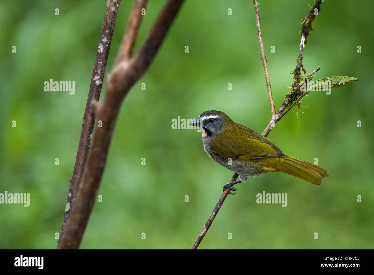 Buff-throated Saltator (Saltator maximus), Mashpi Rainforest ...