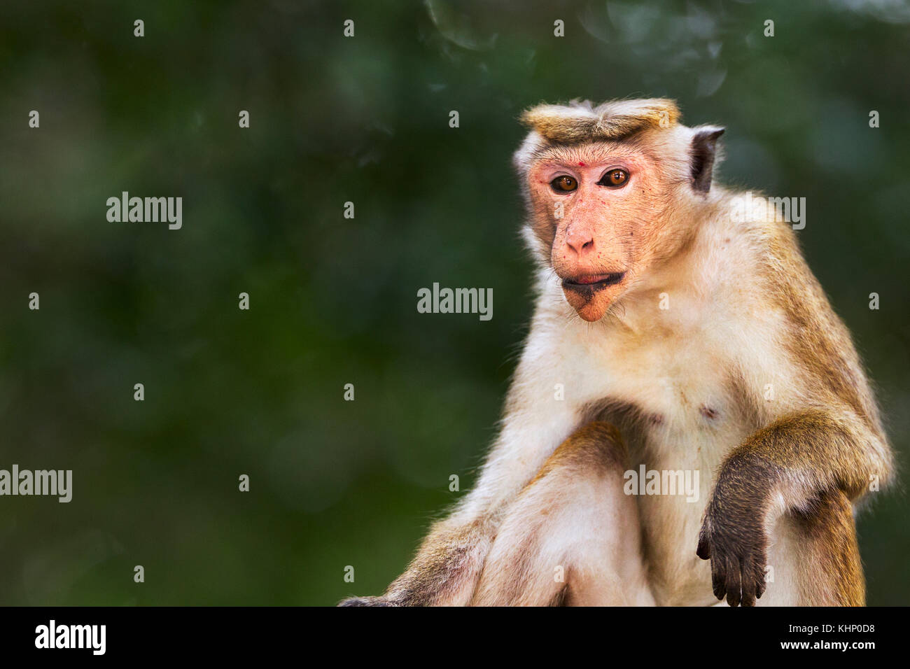 Toque Macaque (Macaca sinica) male, Polonnaruwa, Sri Lanka Stock Photo ...