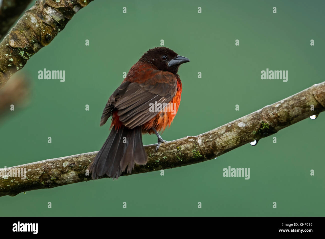Crimson-backed Tanager (Ramphocelus dimidiatus) female, Guacharo Cave ...